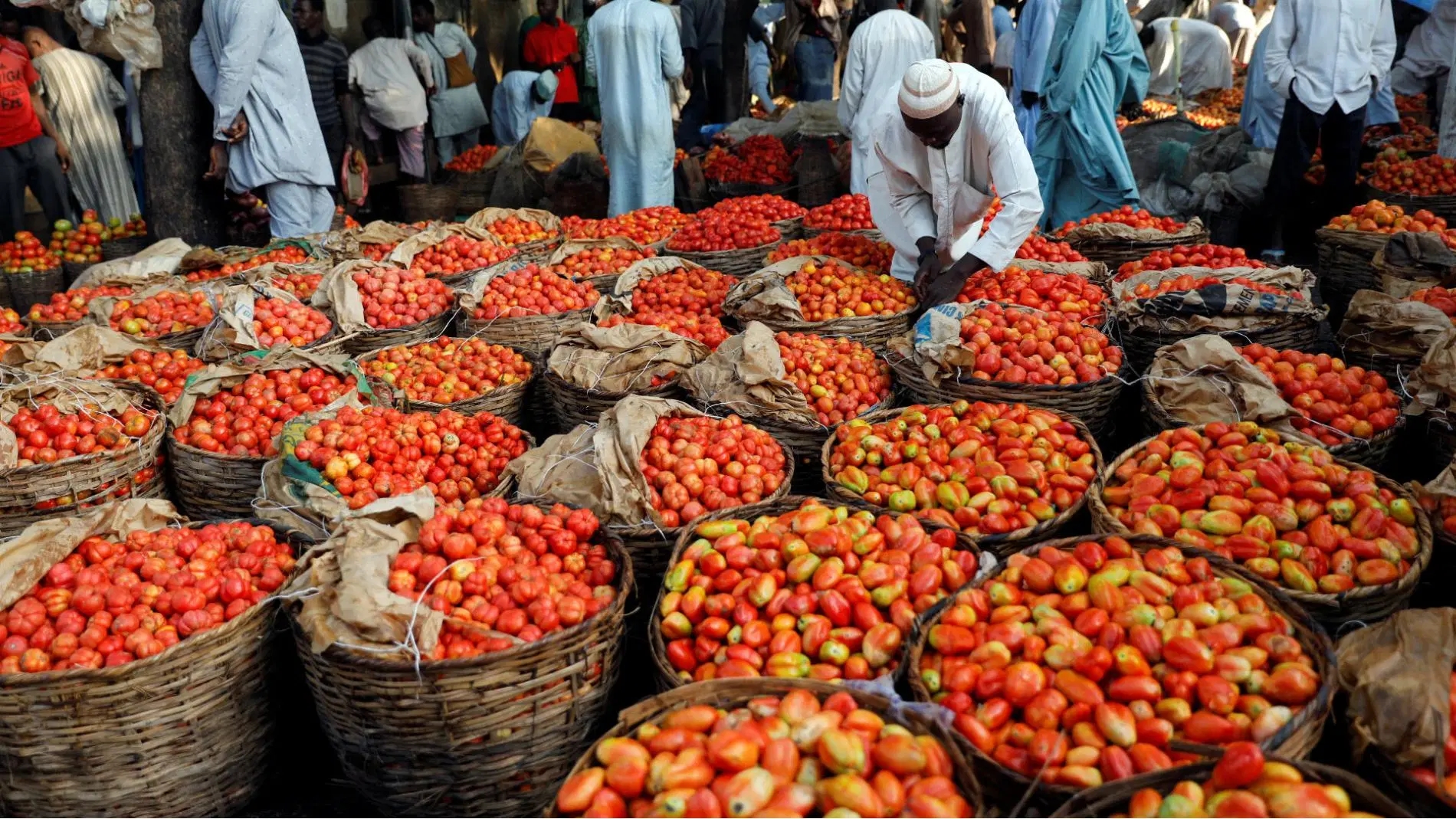 Santé : La tomate fraîche et ses innombrables vertus pour notre santé ...