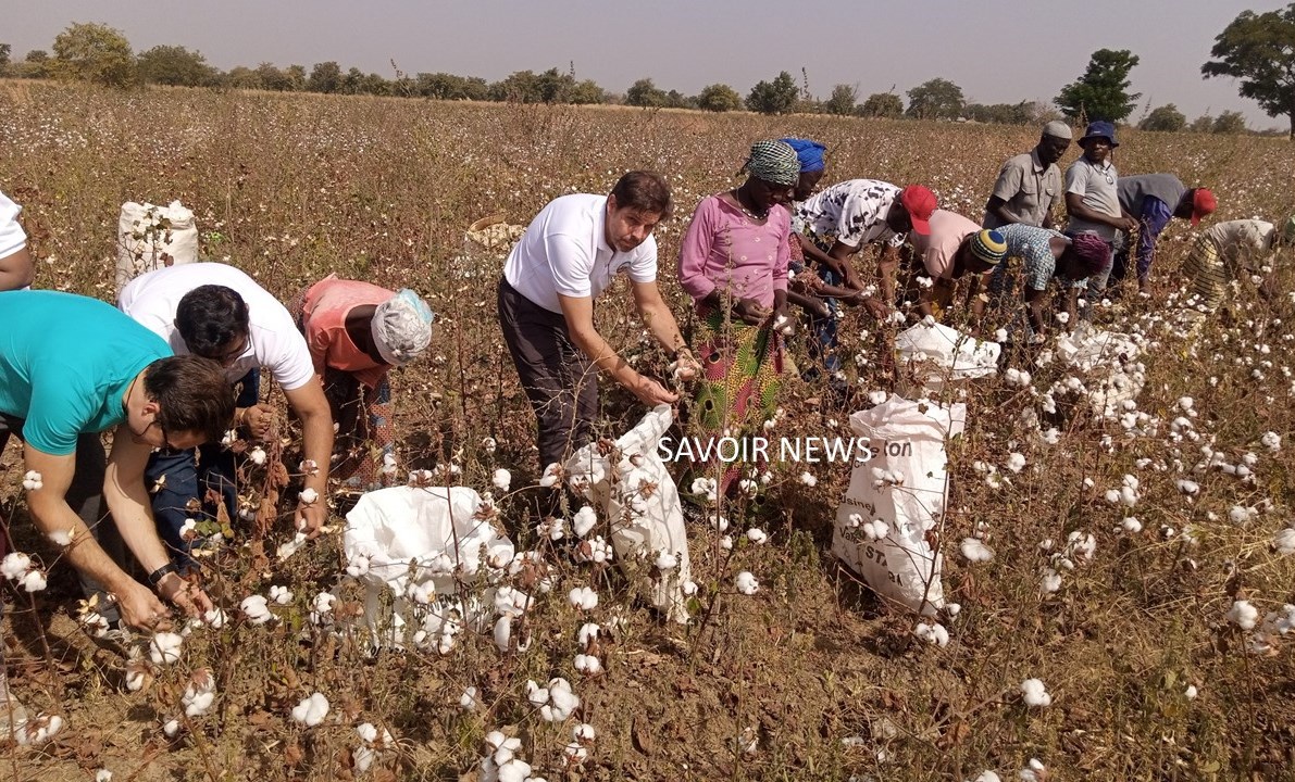 Campagne de collecte de coton graine 2022-2023 : Le directeur général ...